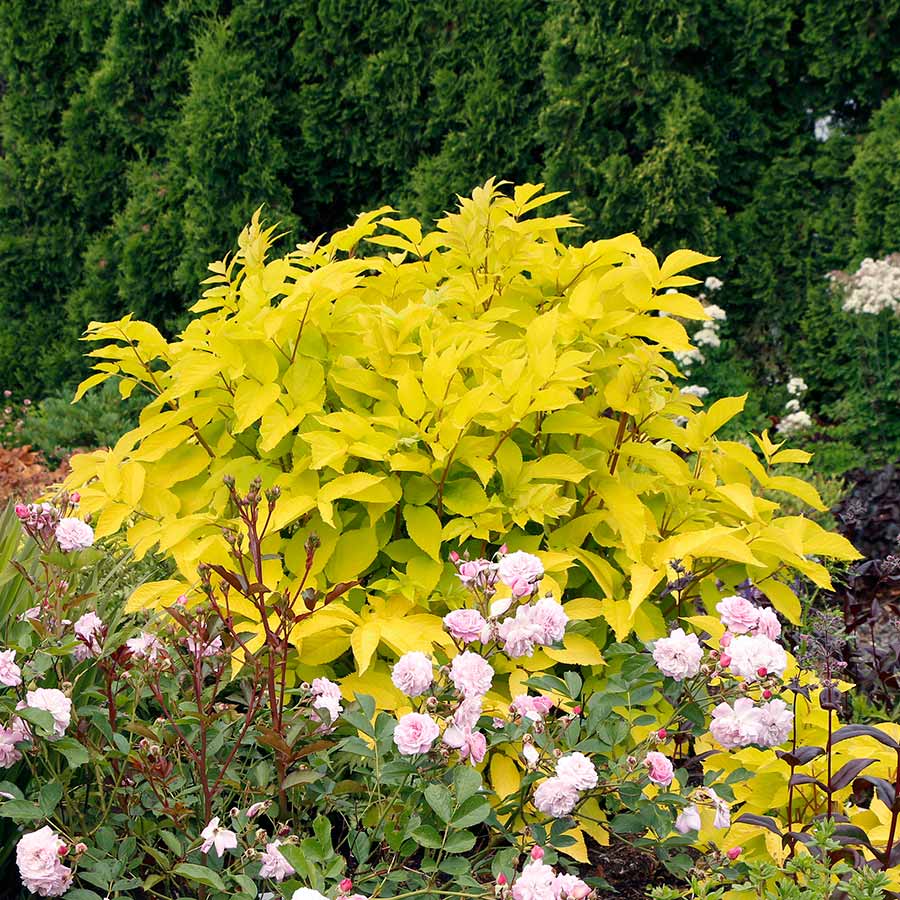 Japanese Udo Seeds Aralia Cordata Hardy Perennial Mountain Asparagus ...