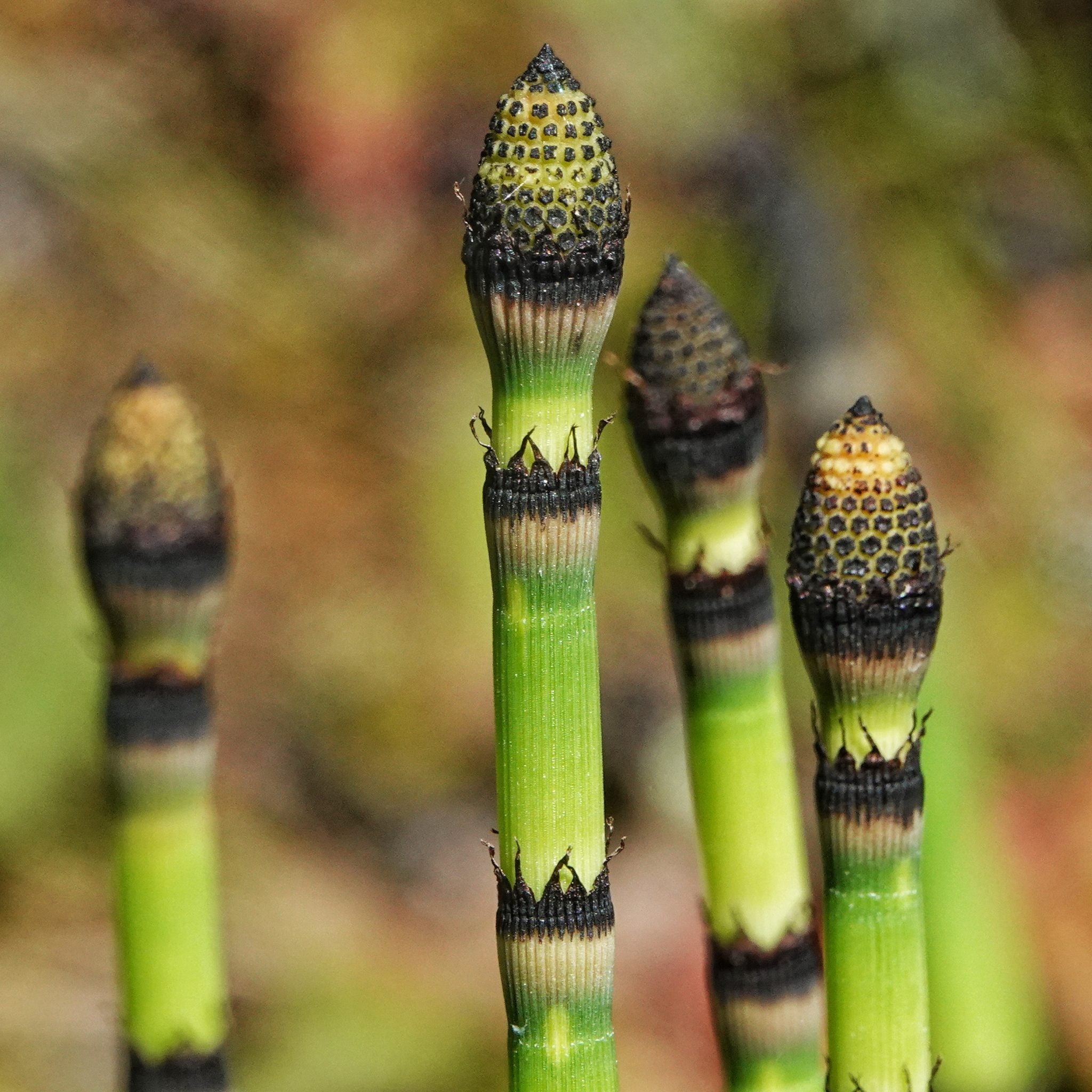 Equisetum Horsetail Plant Seeds Ancient Medicinal & Ornamental Plant ...