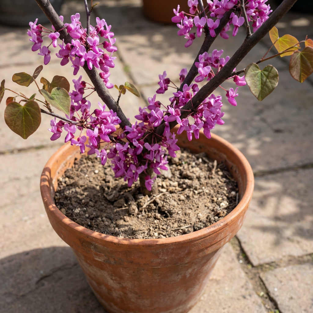 Cercis Occidentalis – Western Redbud Cold Hardy Tree Seeds for Planting ...