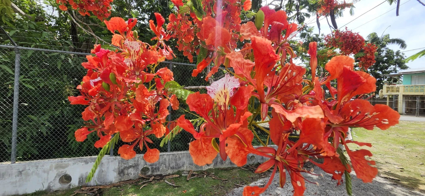 Delonix Regia – Flamboyant Vibrant Tree Seeds for Planting – pixiseeds