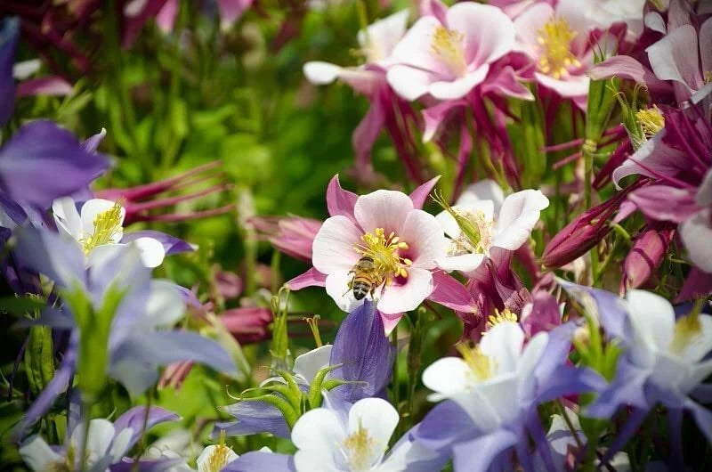 Multicolor Glass Columbine – Perennial Flower Seeds for Garden Planting ...