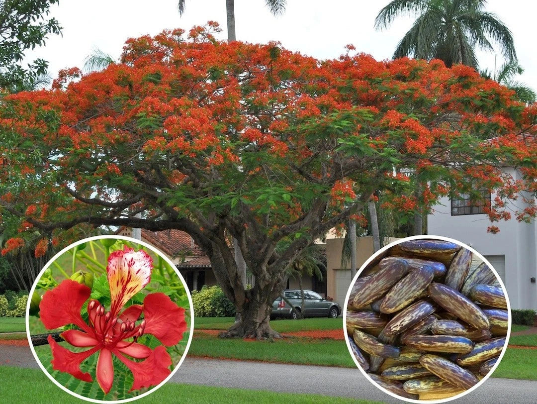 Delonix Regia – Flamboyant Vibrant Tree Seeds for Planting – pixiseeds