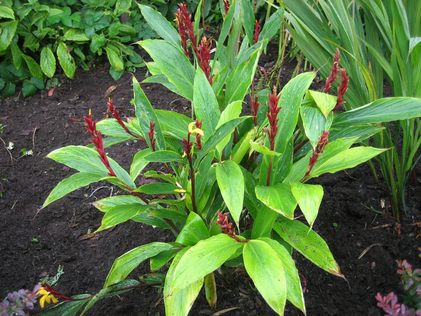 Cautleya Spicata – Hardy Himalayan Ginger Flower Seeds for Planting ...