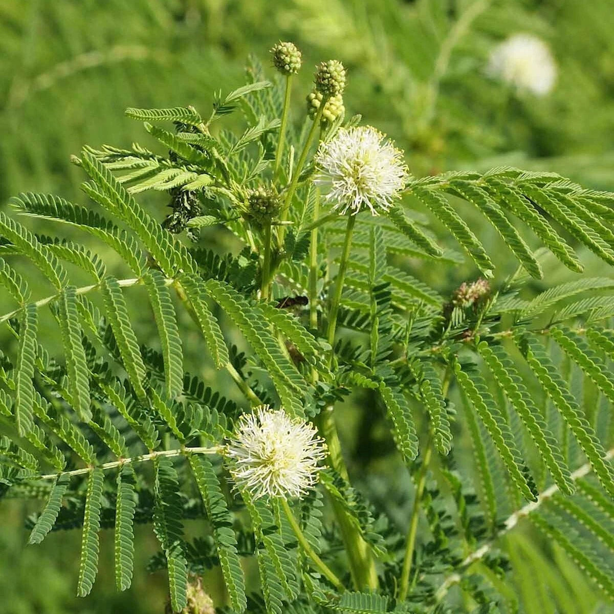 Illinois Bundleflower – Wildflower Garden Flower Seeds for Planting ...