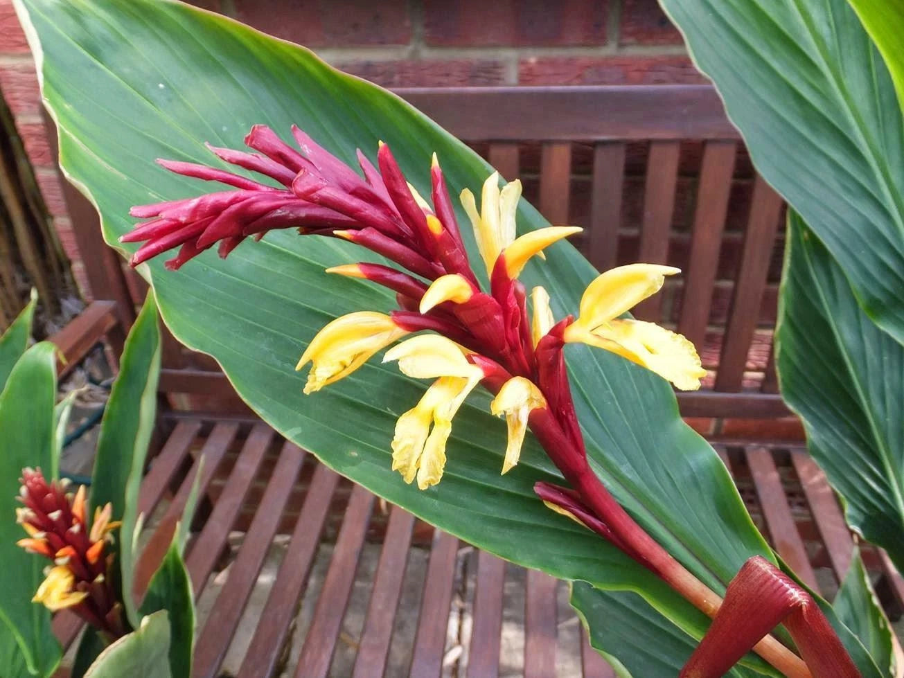 Cautleya Spicata – Hardy Himalayan Ginger Flower Seeds for Planting ...